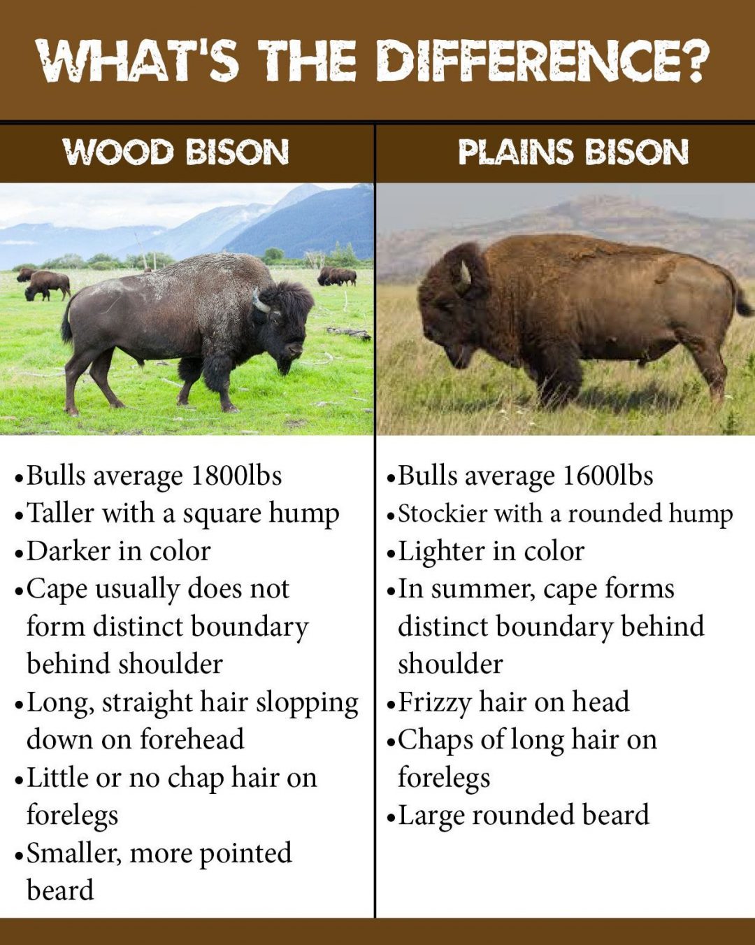 12 Reasons Bison Are Awesome | Downtown Huntington